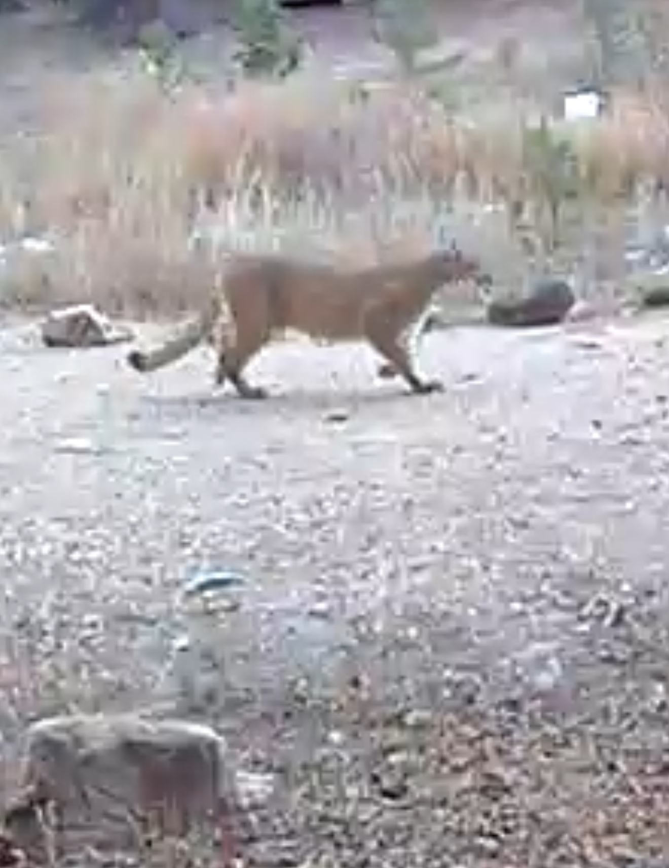 Larimer County coroner IDs woman killed on trail by mountain lion