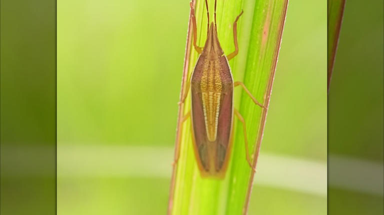20 types of stink bugs you should know about (& how to keep them away)