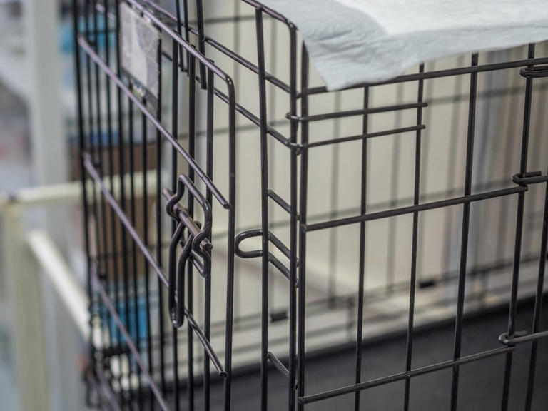 Homes needed for animals as Forked River shelter prepares for renovations