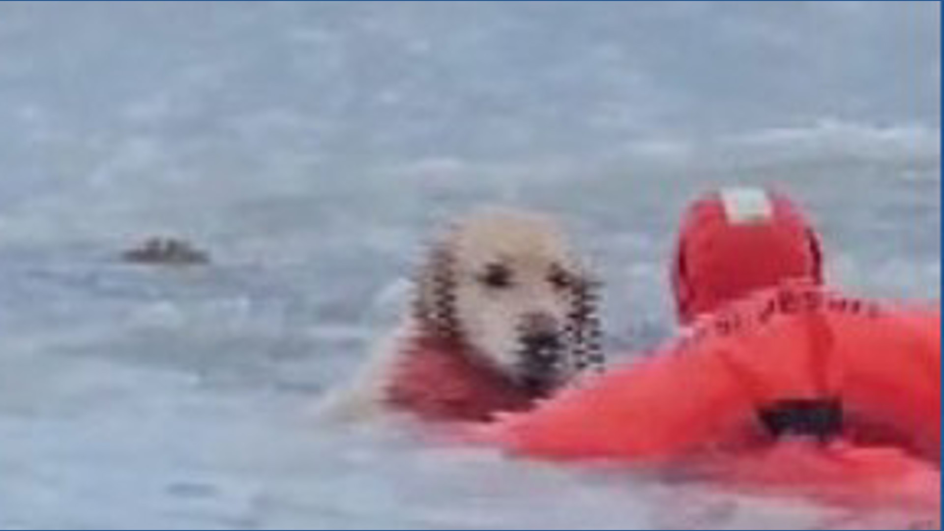 Dog rescued from frozen pond