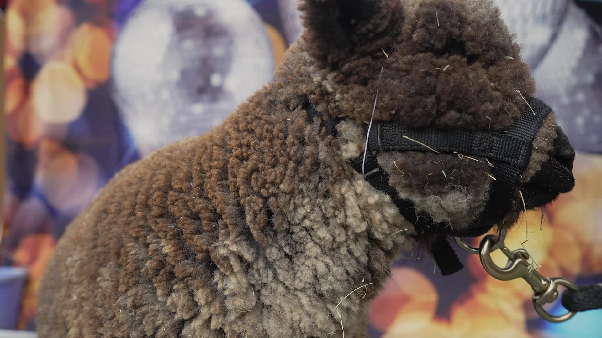 Helen Woodward Animal Center introduce two new sheep