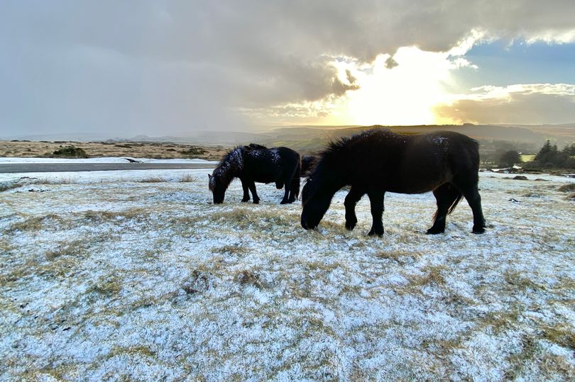 Snow falls in Devon with more wintry showers to fall this weekend