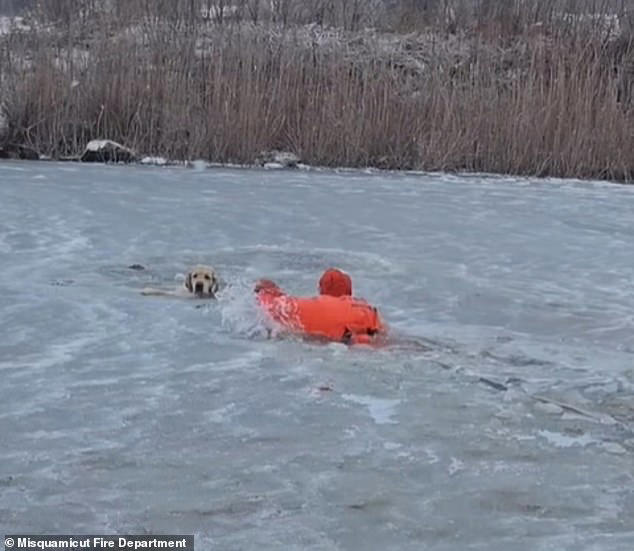 Yellow Labrador looks very sheepish after being rescued from frozen ...