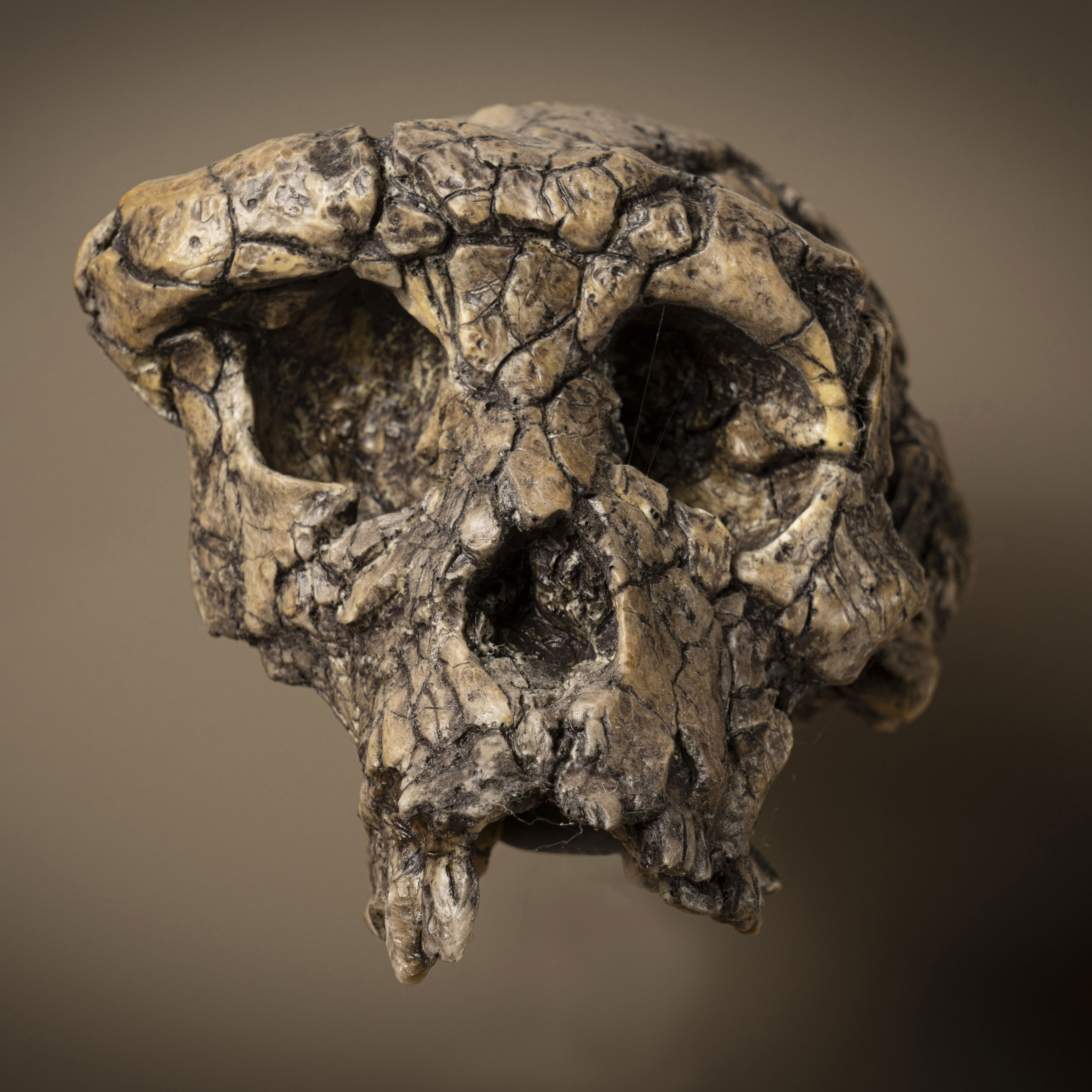 When did humanity take its first step? Scientists say they now know.