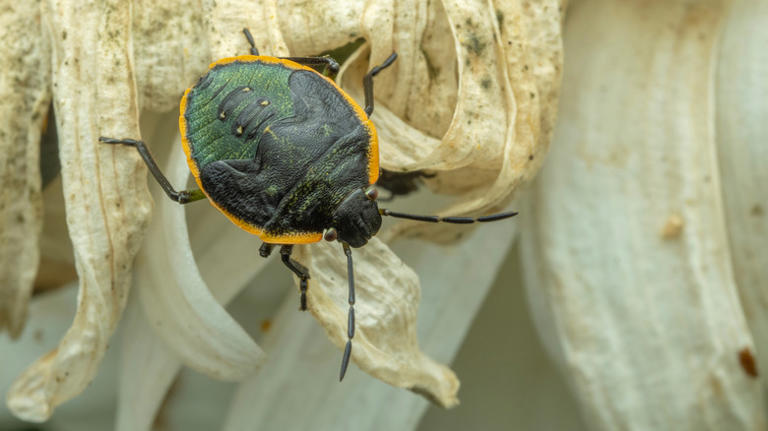 20 types of stink bugs you should know about (& how to keep them away)