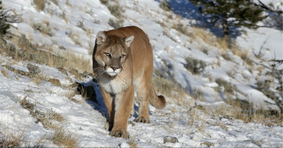 Two mountain lions euthanized after rare fatal attack on Colorado woman