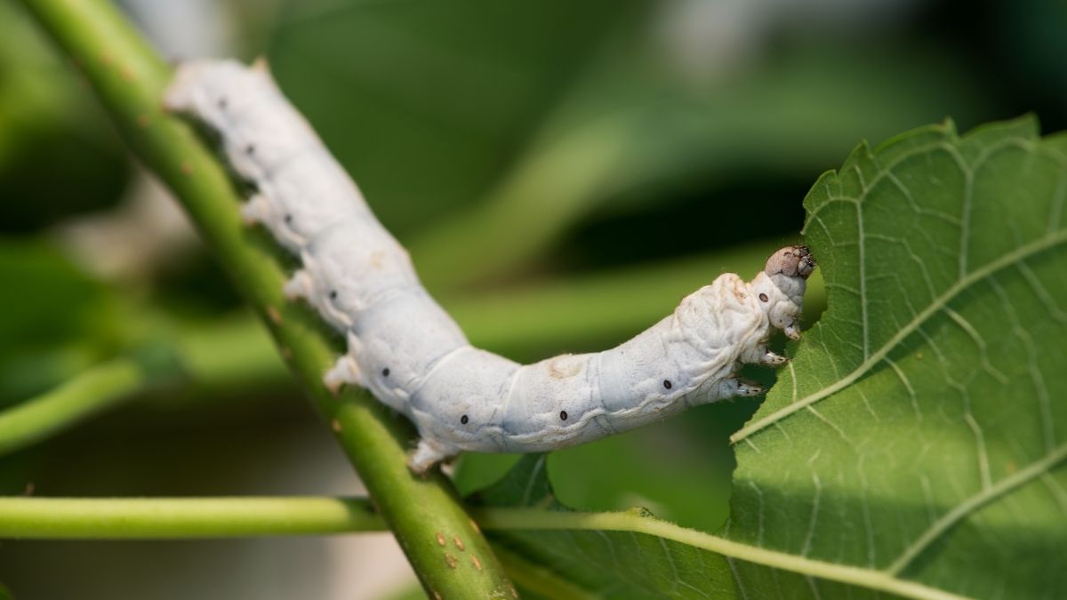 List of top 7 animals with more than one brain ranked