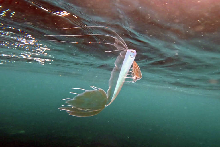 'Doomsday fish': Once-in-a-lifetime sea creature encountered in ...