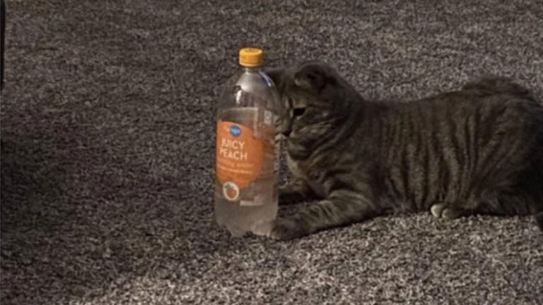 A look back at 2025 through 88 of the funniest and most heartwarming ...