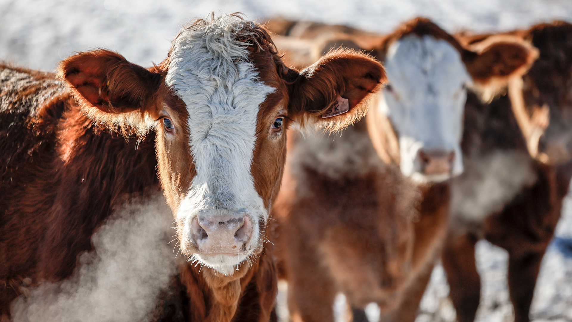 Nova Scotia research works on decoding cow moos
