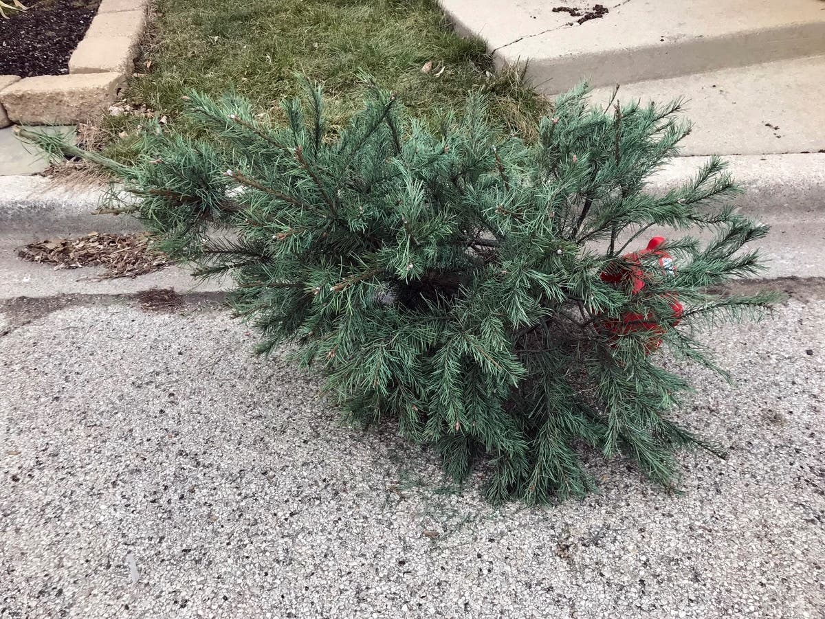 Christmas tree pickup in Oswego: See collection timeline