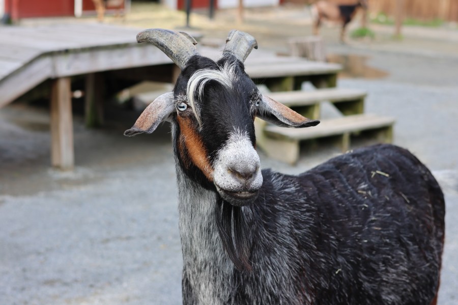 Roger Williams Park Zoo mourns loss of Don Juan the goat