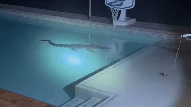 Naples family finds massive alligator taking midnight dip in their pool