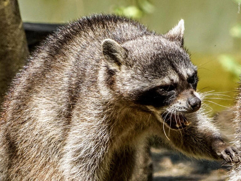 Raccoon found in Staunton tests positive for rabies, officials say