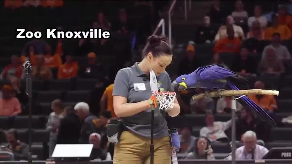 Zoo Knoxville macaw takes on UT basketball