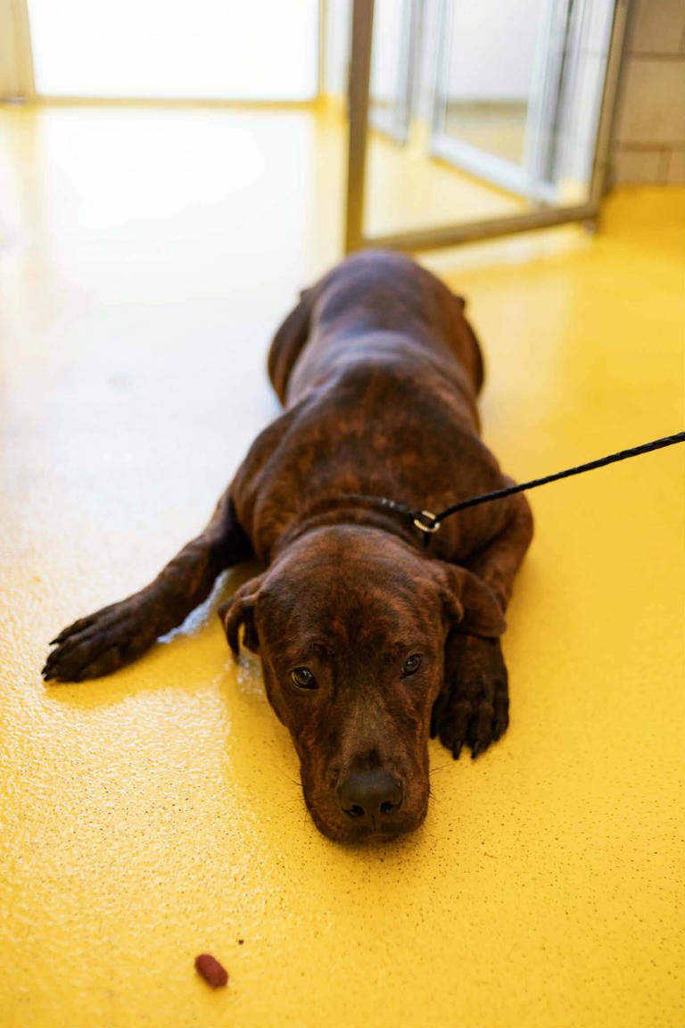 Photographer coaxes smile out of shelter 'underdog' who wouldn't leave ...