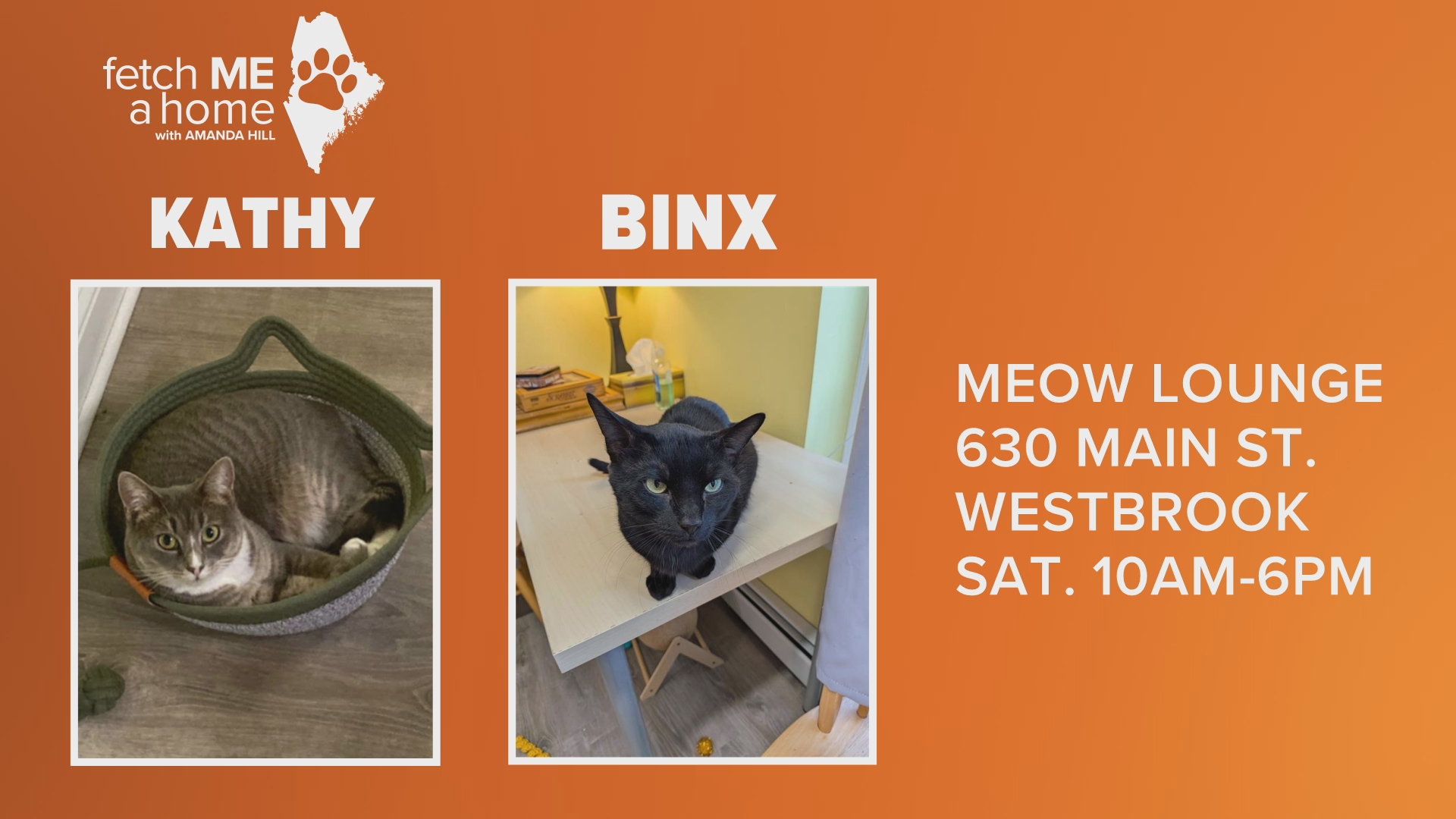 Fetch me a home: Binx and Kathy