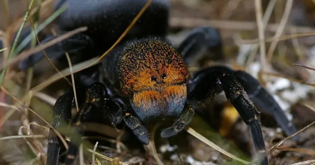New spider species discovered in southern Morocco. It looks like a Pokémon