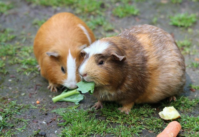Things About Guinea Pigs No One Tells You About