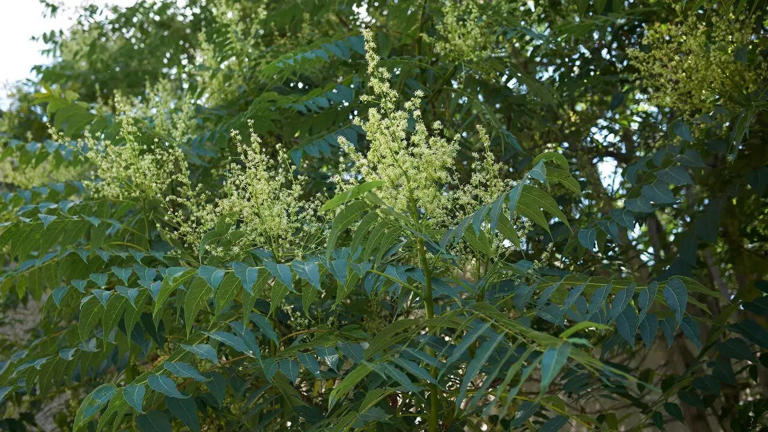 Why you should never plant a tree of heaven around your house