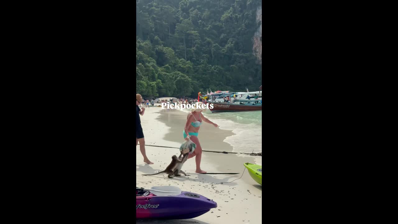Monkey snatches iPhone from tourist at Monkey Beach—chaotic moment ...