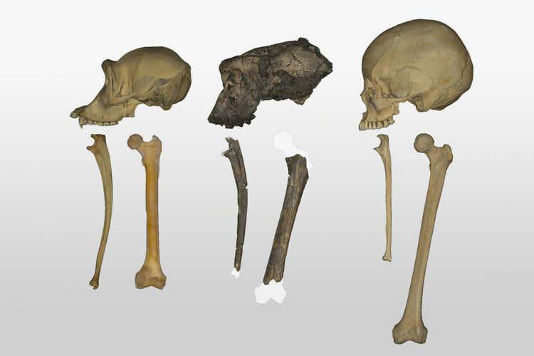 Was our earliest ancestor a knuckle-dragger, or did it walk upright?