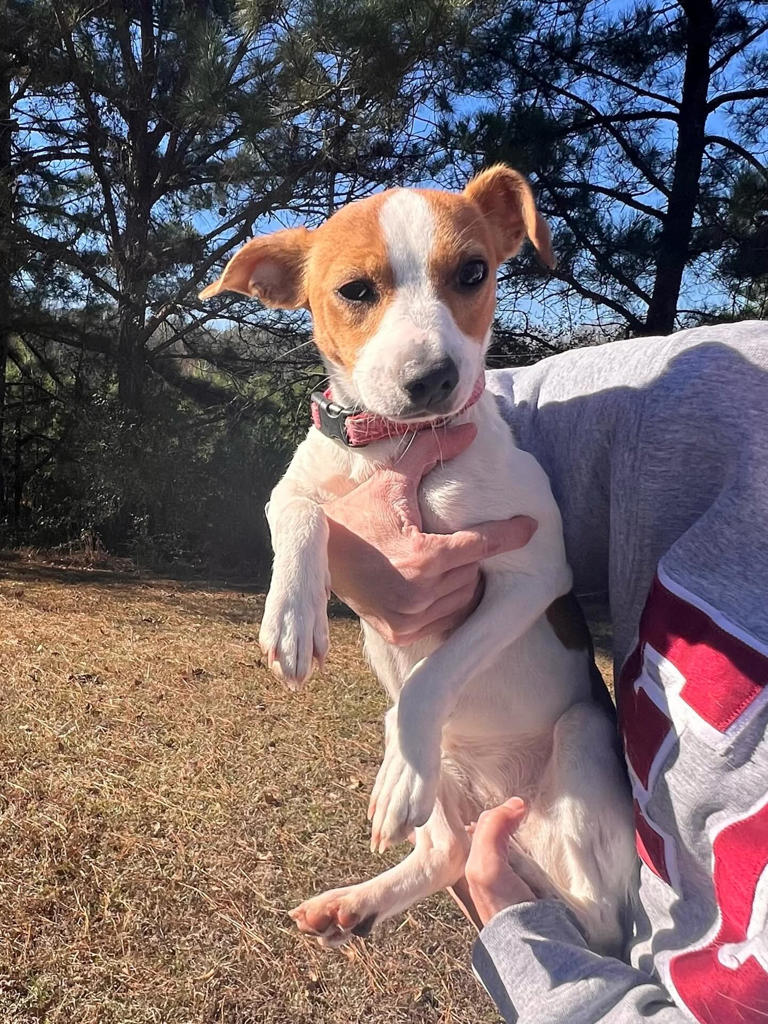 Energetic & friendly 14lb Jack Russell mix travels north for her second ...