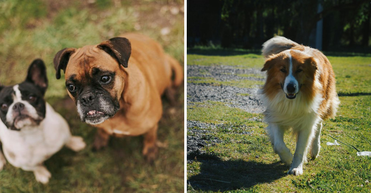 9 dogs that are natural companions for other pets