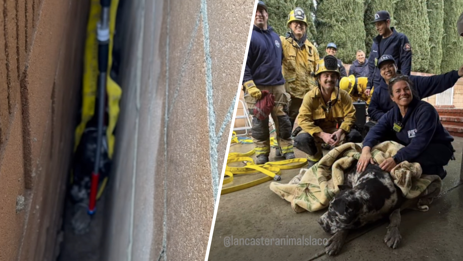 Firefighters rescue Cane Corso puppy in a tight squeeze between block walls