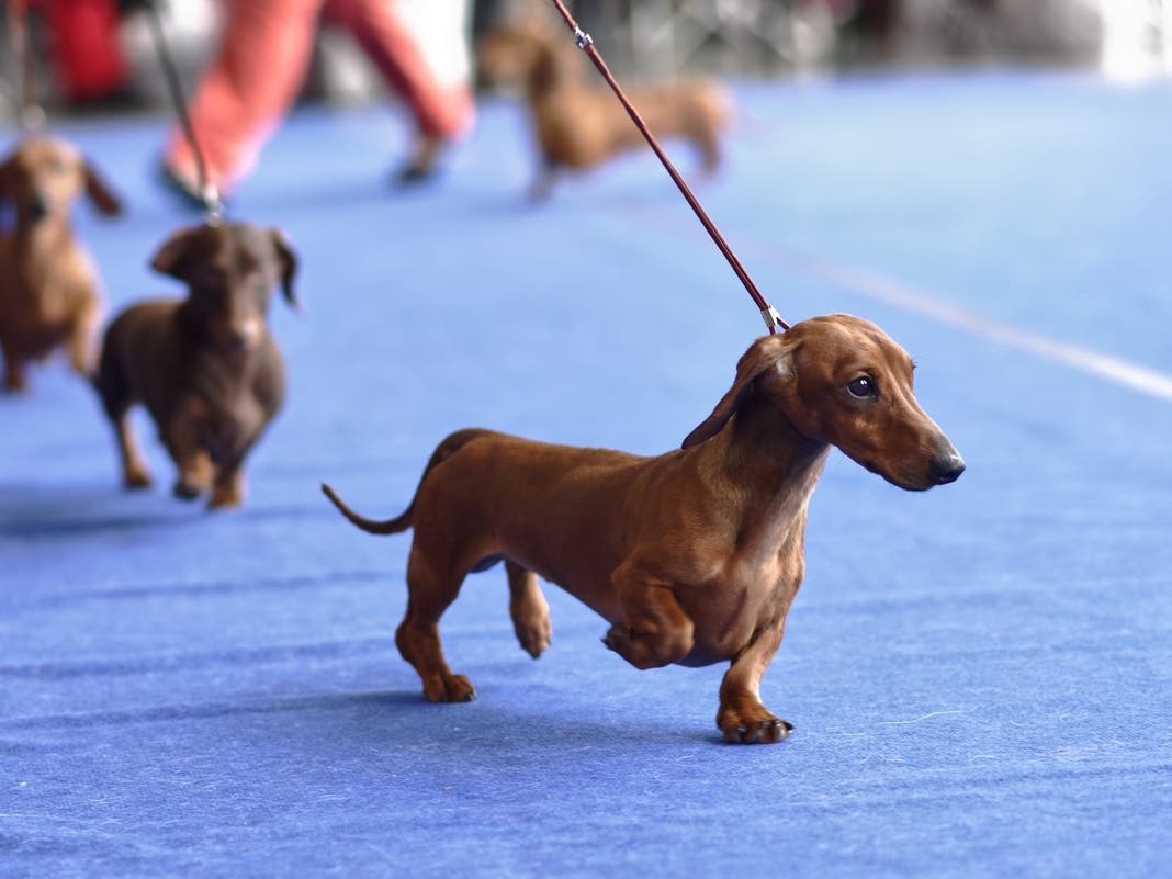 Great American Dog and Cat Show rolls at Tinley Park Convention Center