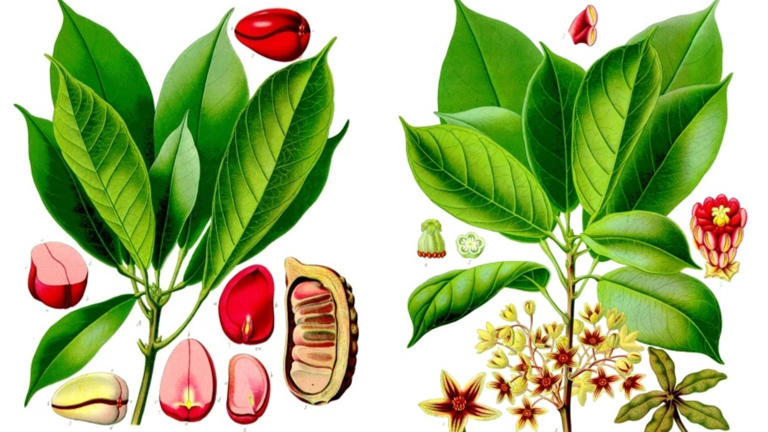 The seed that gave Coca-Cola its name, and the bitter story behind it