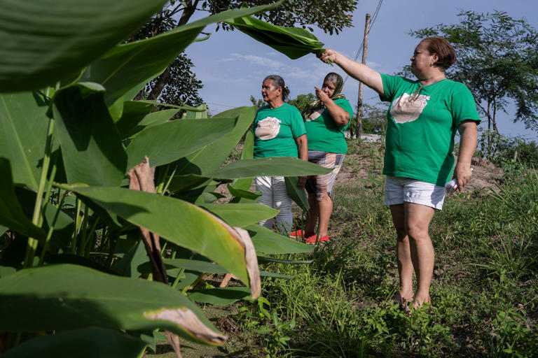Del plátano hasta el bijao, Colombia envuelve sus mejores platos en 136 ...