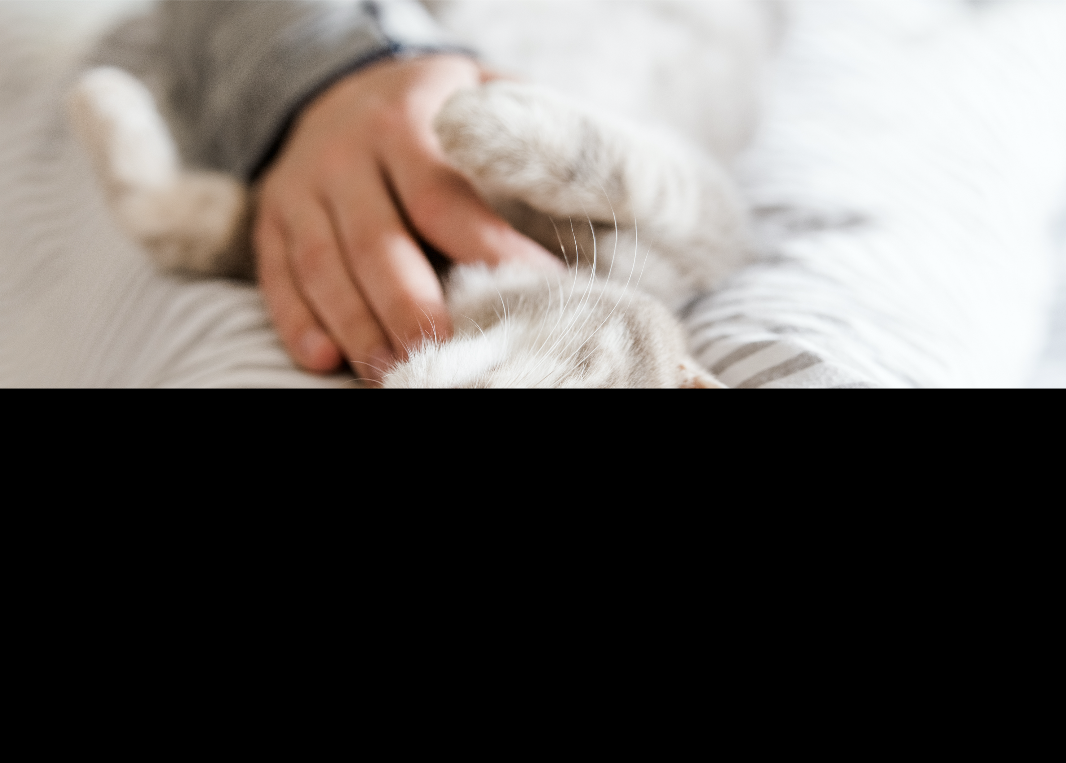 Cuándo dar cariño a un gato y cómo saber si quiere mimos