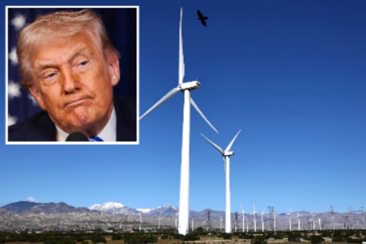 Trump appears to misidentify bird species in posts about wind turbines