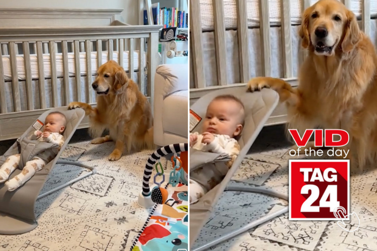 Viral video of the day for January 28, 2025: Golden retriever rocks ...