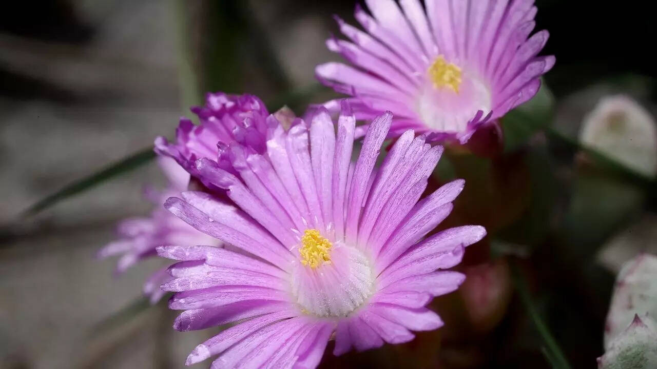 6 stunning flowering succulents that will transform your balcony