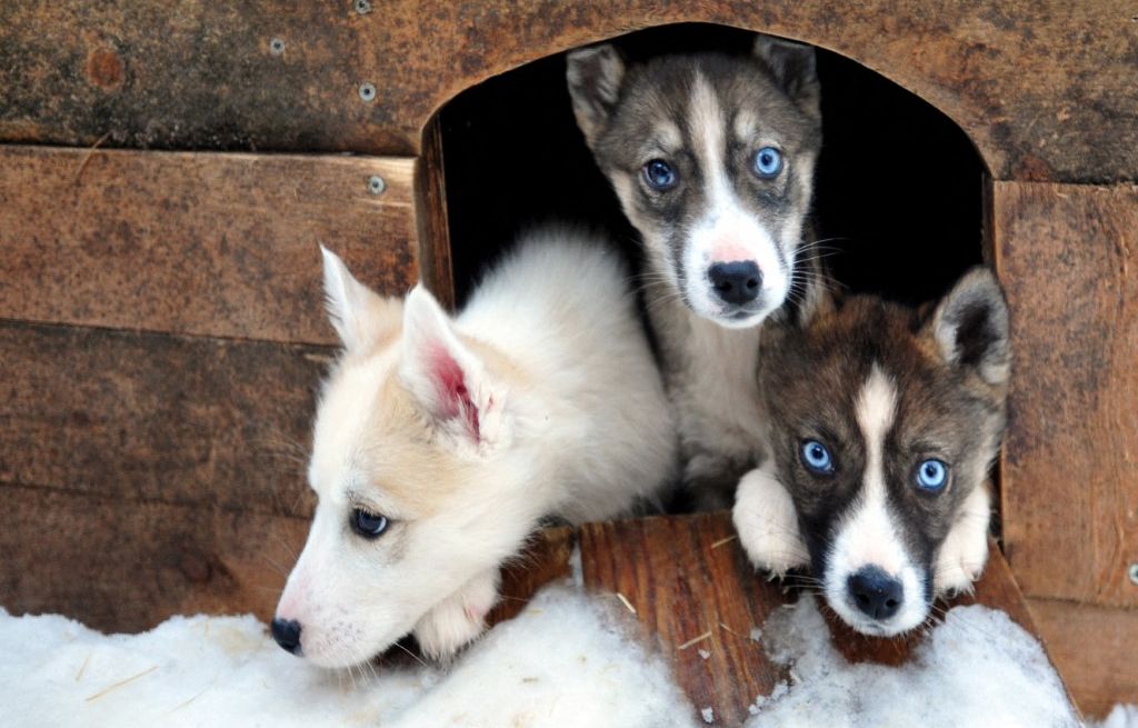 Grand froid : Peut-on laisser dormir dehors les chats et chiens en ...