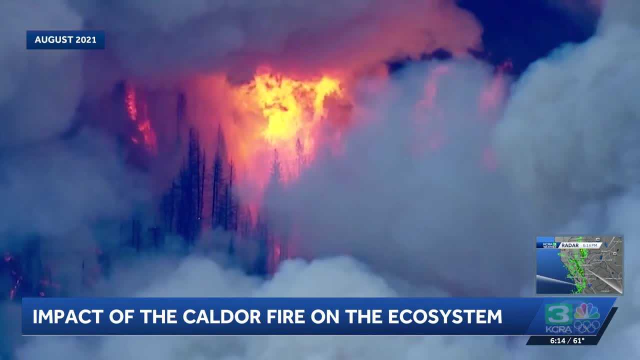 UC Davis researchers examine impact of the Caldor Fire on the ecosystem