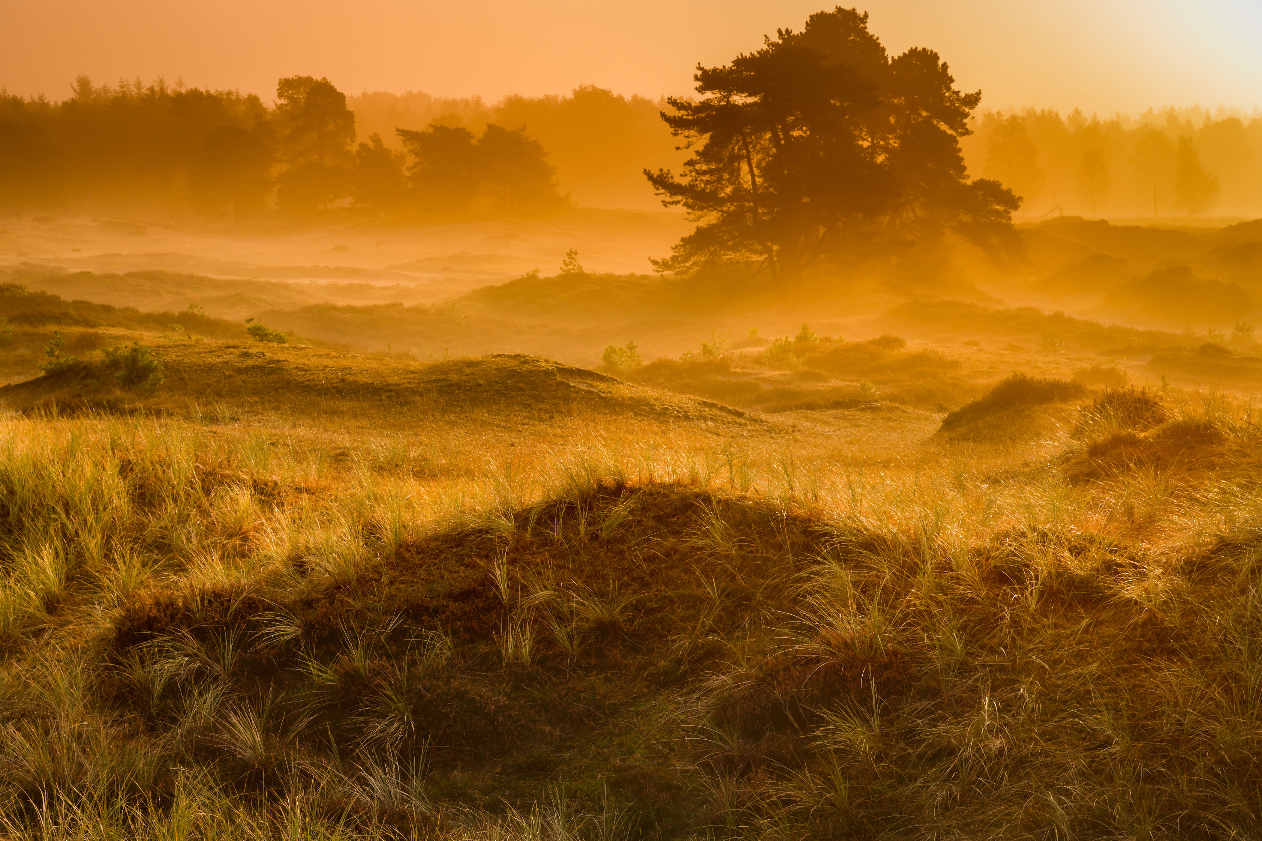In een andere wereld: deze 3 natuurgebieden in Friesland voelen haast ...