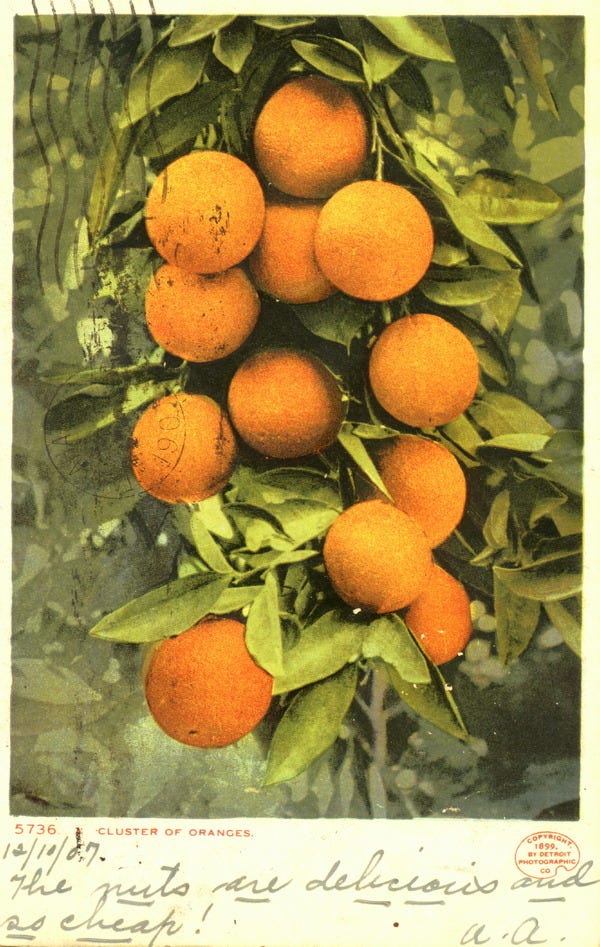 Florida iconic citrus groves are fighting for their lives