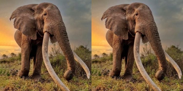 World mourns death of Africa's last remaining super tusker in Kenya