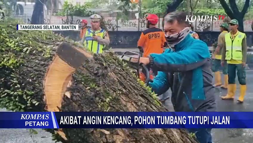 Hujan deras dan angin kencang, pohon besar tumbang tutupi jalan raya ...