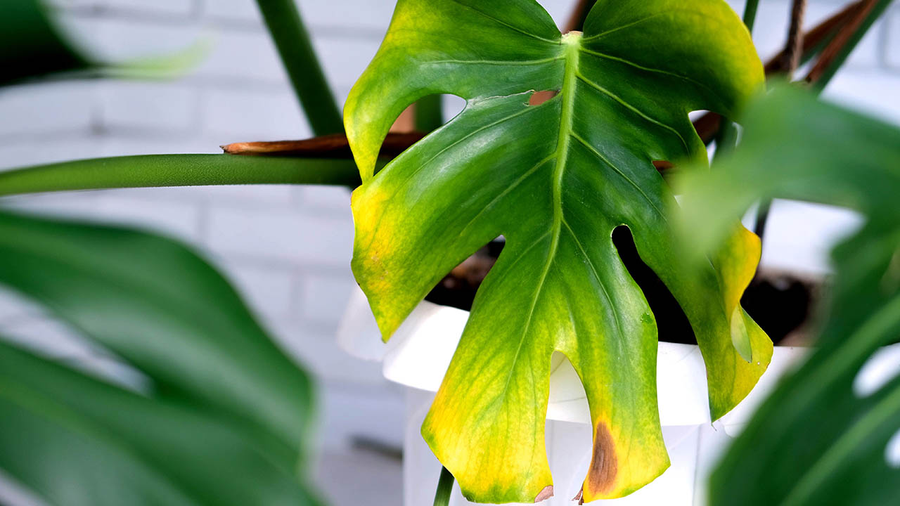 10 reasons why your monstera's leaves are turning yellow