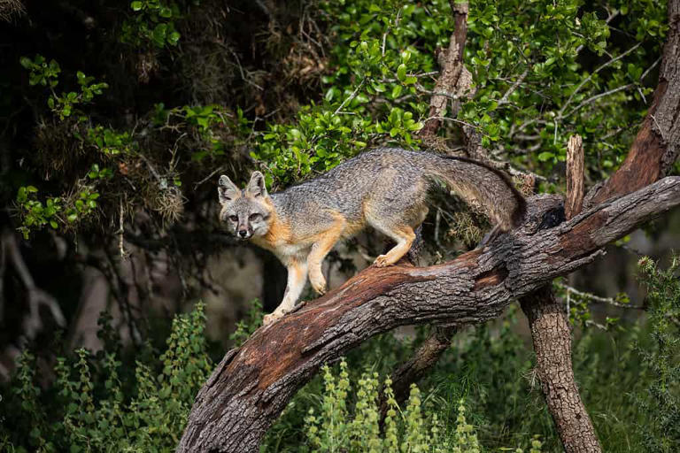 Meet the only tree-climbing canine in North America—and Delaware’s ...