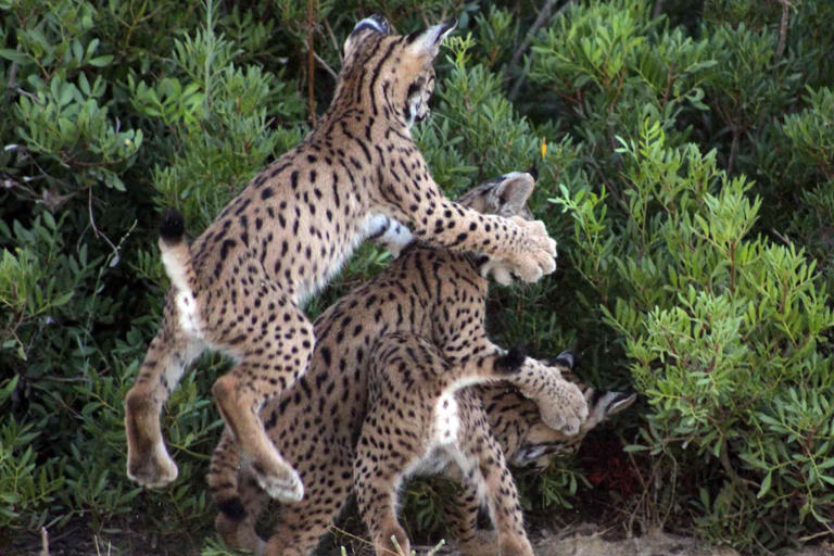 Lynx rewilding project under threat as EU funding ends