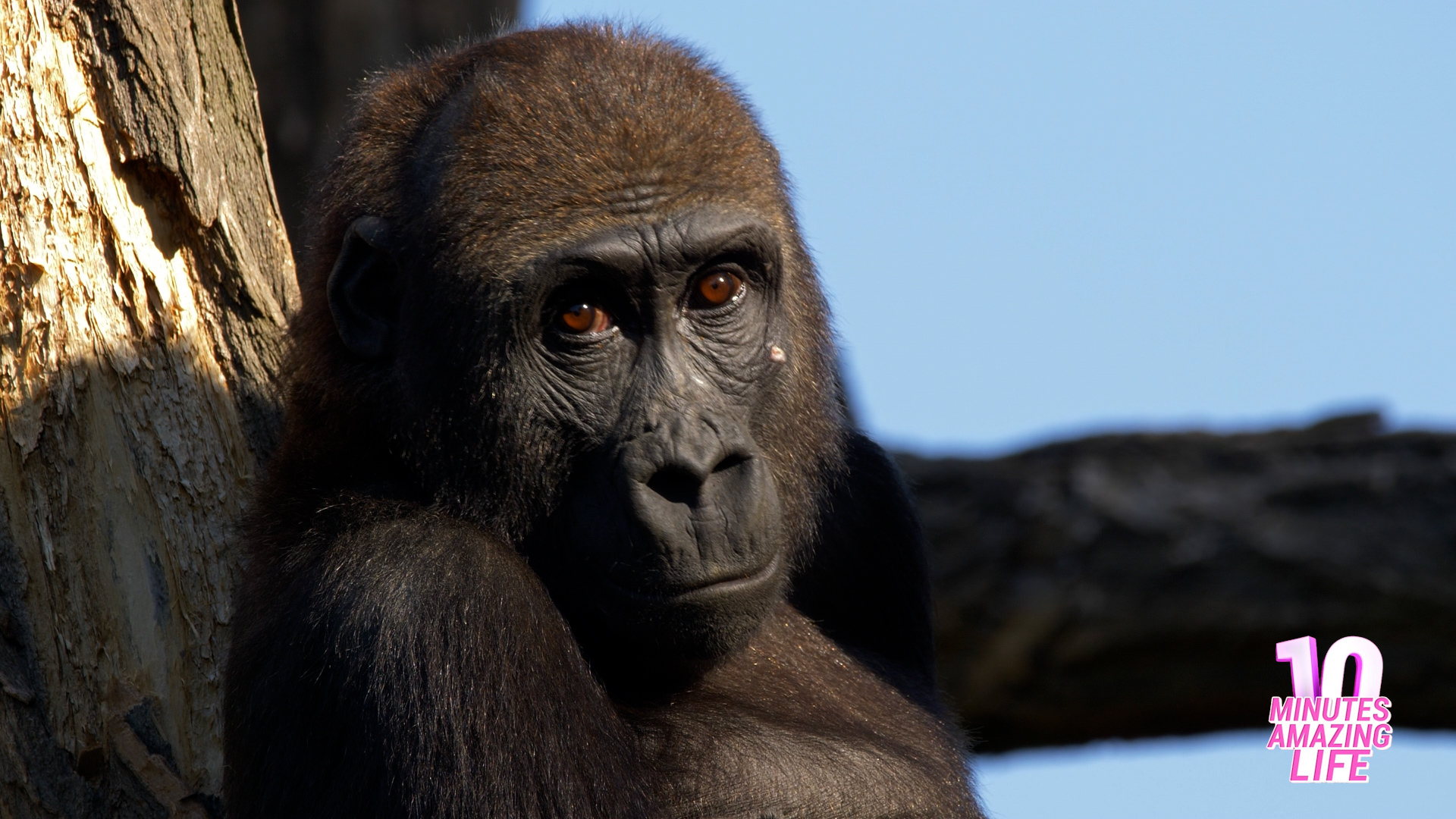 Gorilla rustend in het bos