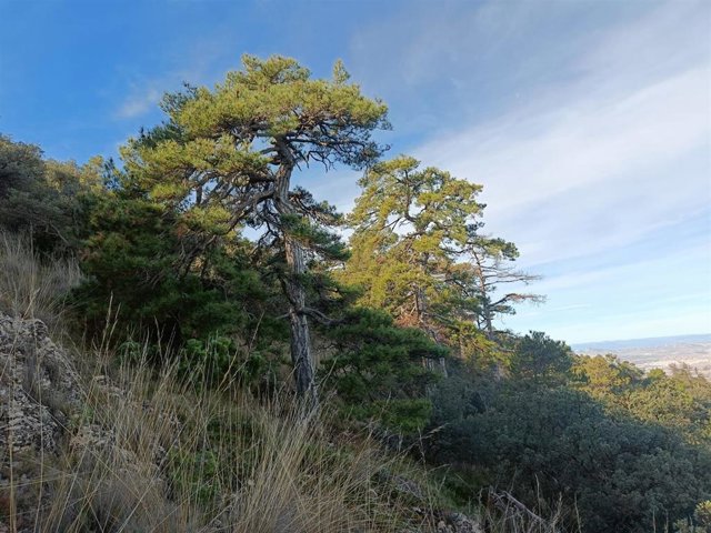 Impulsan la recuperación del pino laricio en la Sierra del Carche con ...