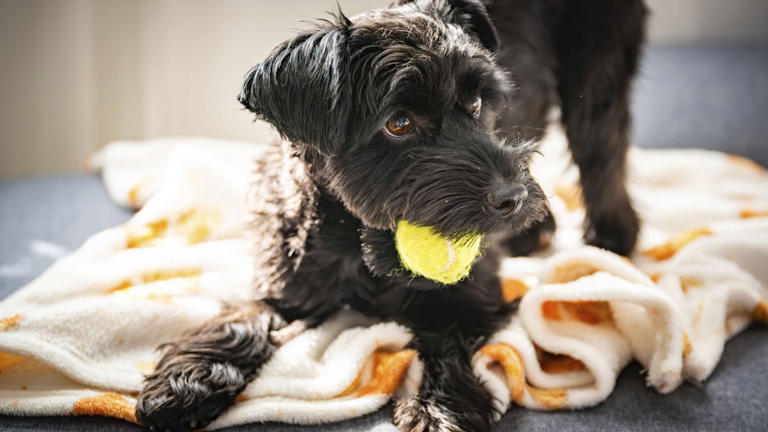 Menschen verstehen Hunde oft falsch