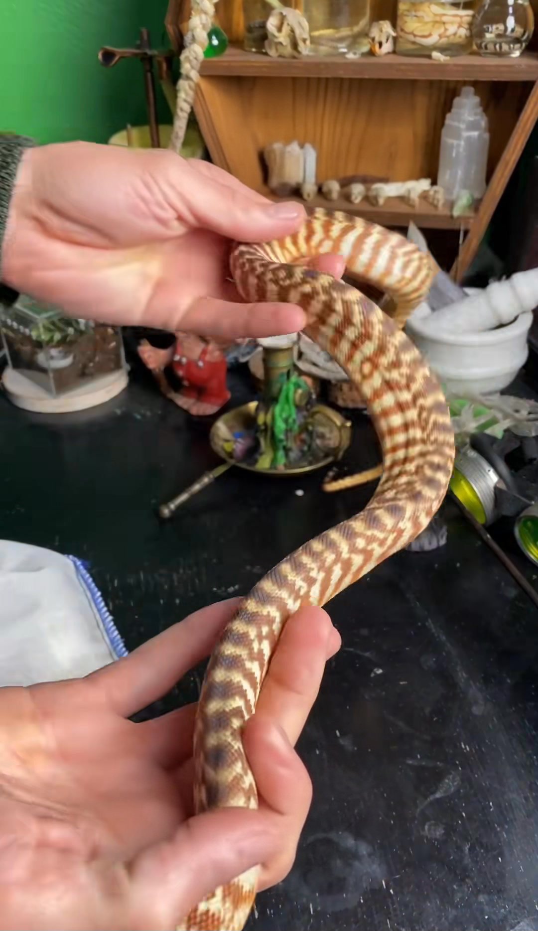 I’m super excited about this pair of black headed pythons! I’ll keep ...