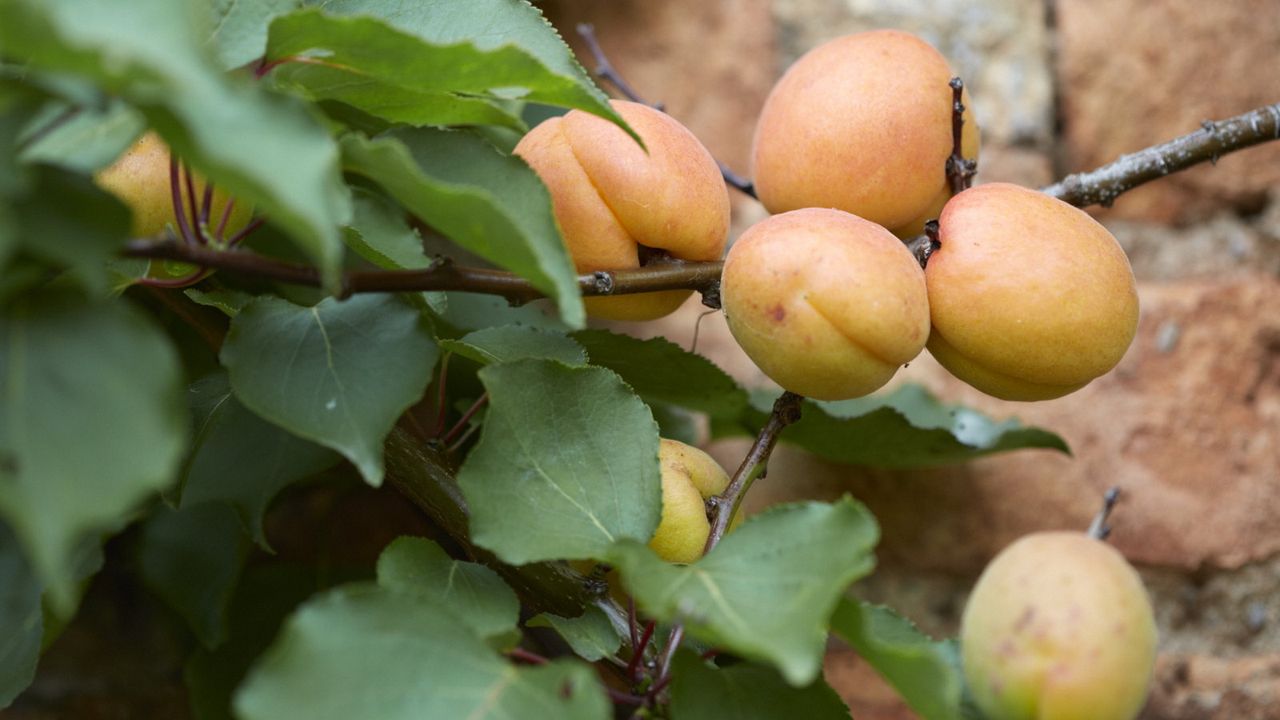 Plants to never prune in January - don't trim these fruit trees